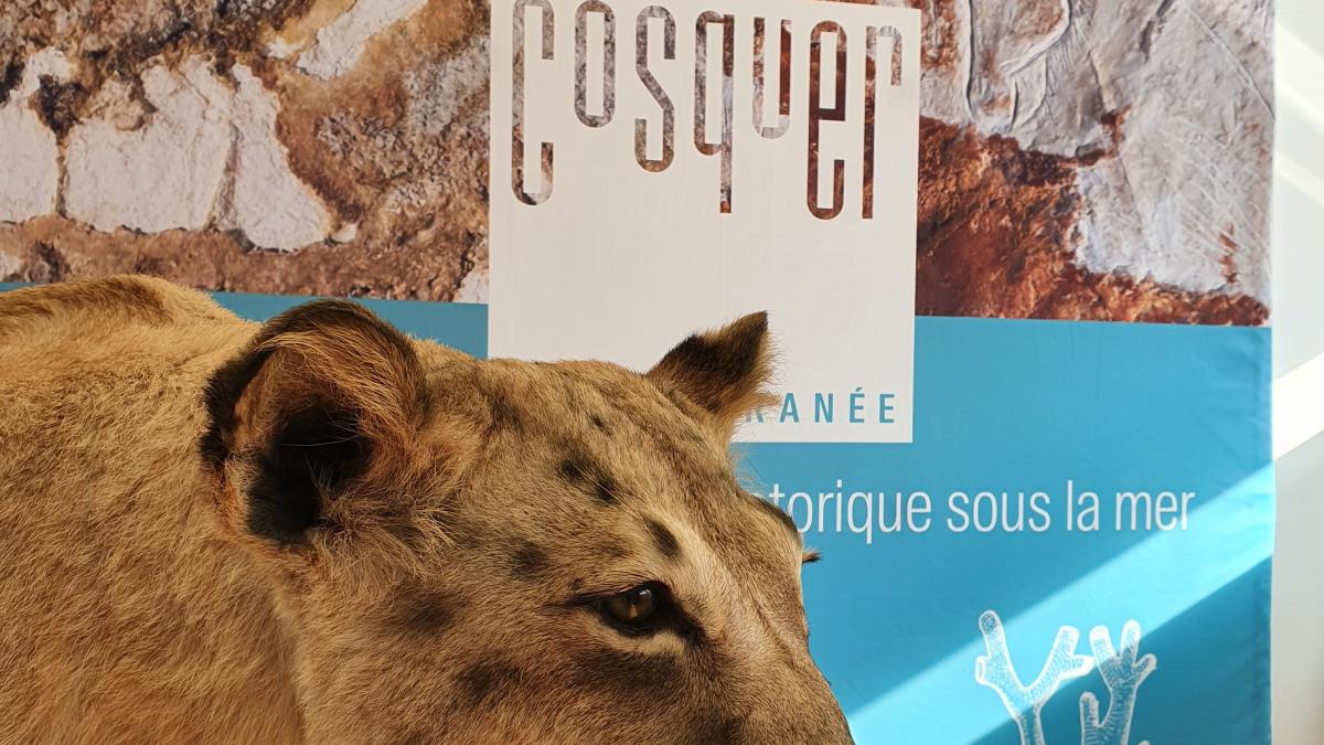 La Grotte Cosquer | Office de Tourisme de Marseille