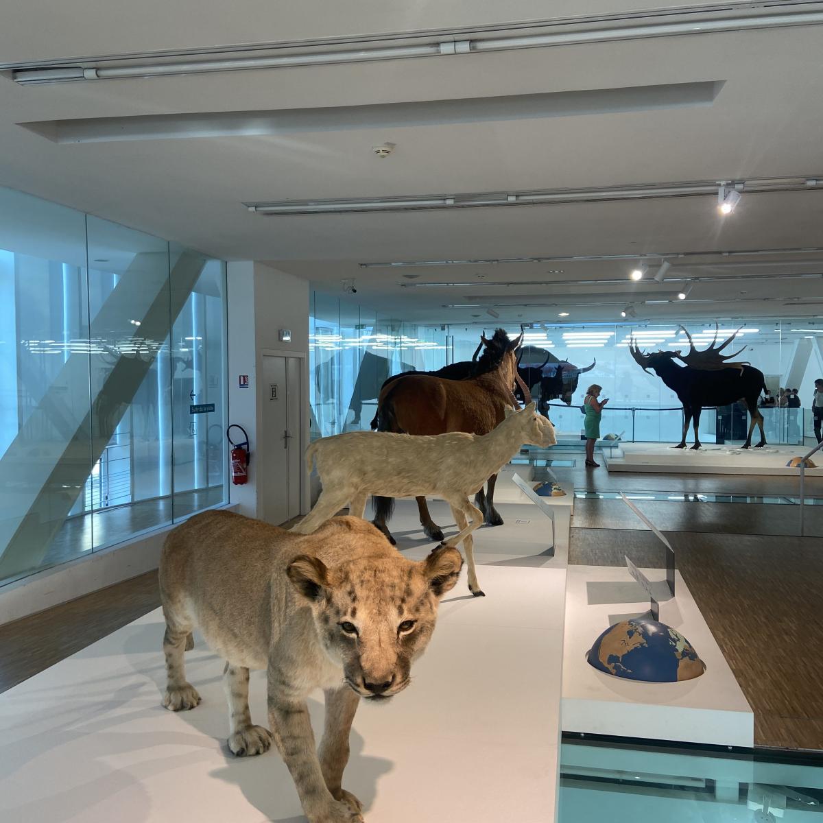 The Cosquer cave, a major world site of cave art | Marseille Tourism