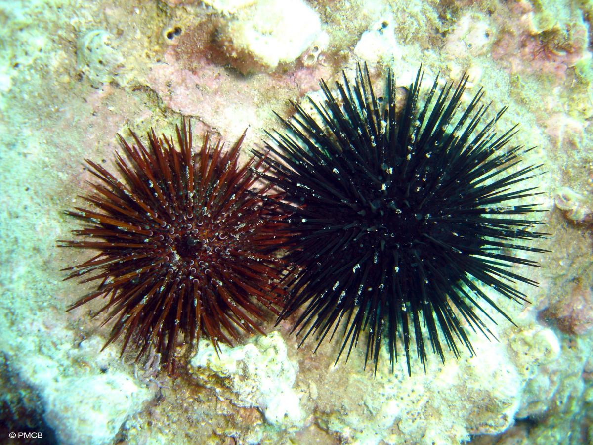 Les oursinades à Marseille | Office de Tourisme de Marseille