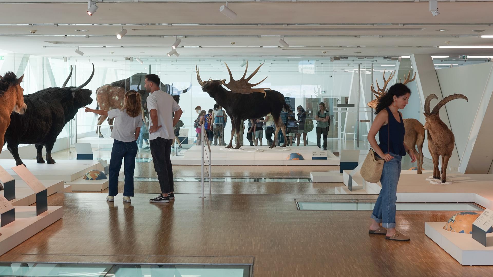 The Cosquer Cave | Marseille Tourism